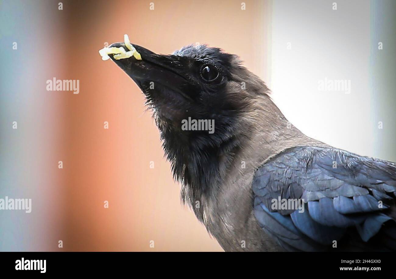 Kathmandu, Bagmati, Nepal. 3rd Nov, 2021. A crow takes grains of rice ...