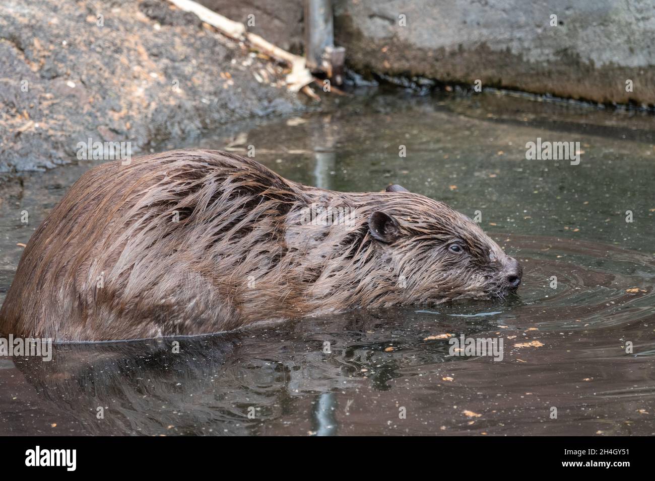 The Eurasian beaver or European beaver, lat. Castor fiber, sitting in ...