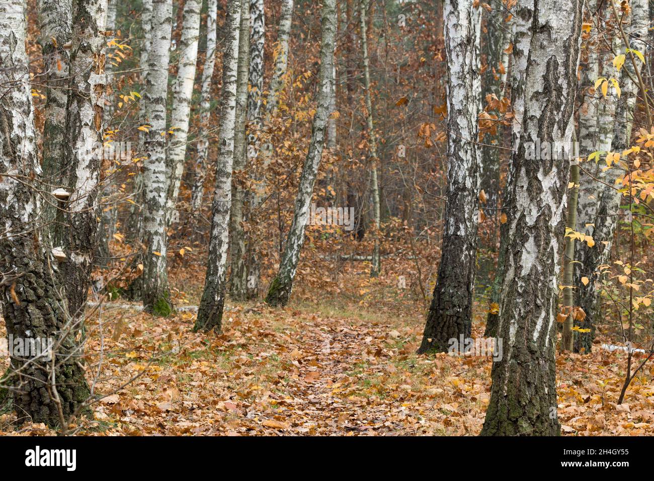 fothpath in fall birch forest, Poland, Europe Stock Photo - Alamy