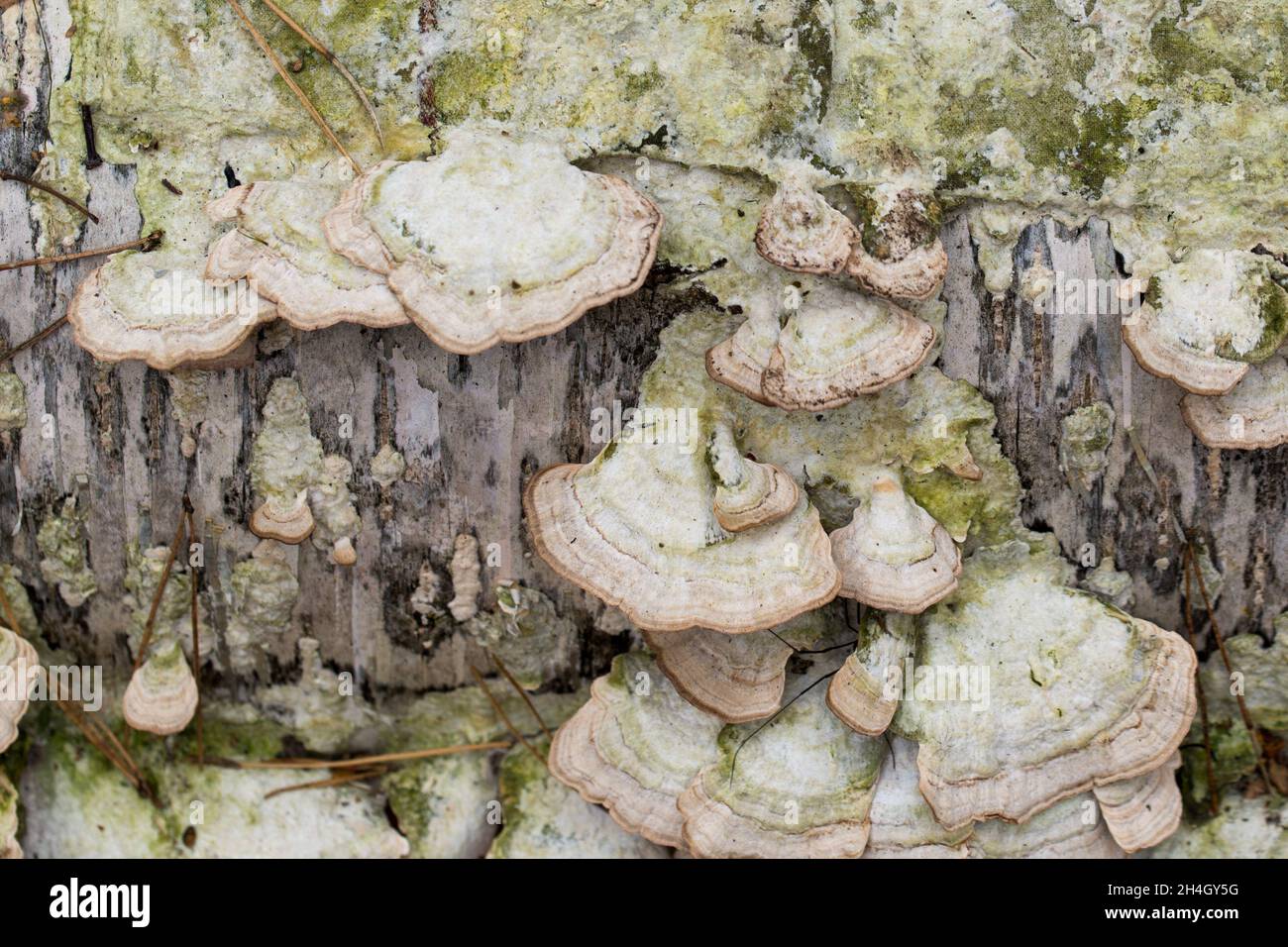 Birch fungal decay hi-res stock photography and images - Alamy