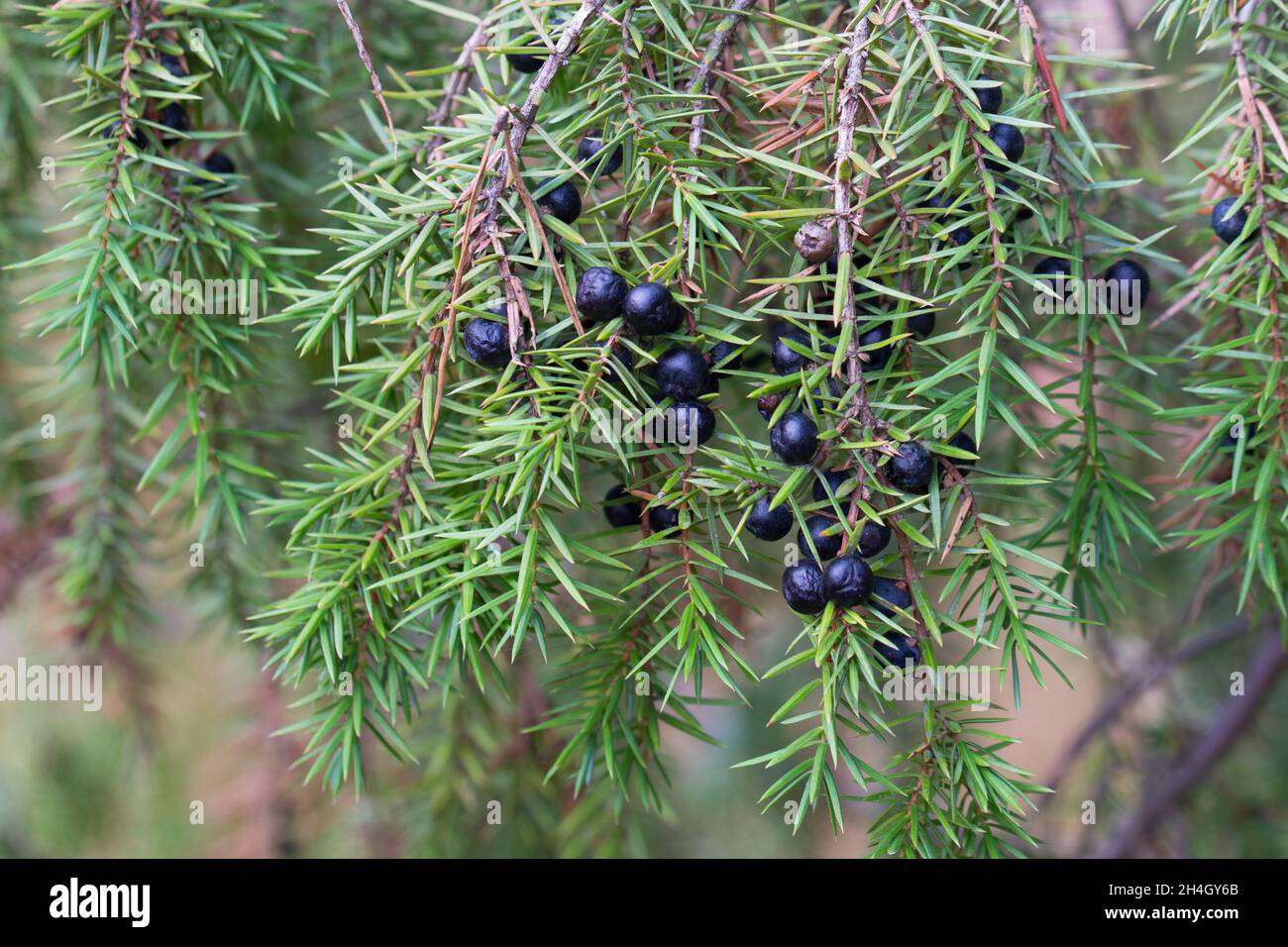Juniper berry tree hi-res stock photography and images - Alamy