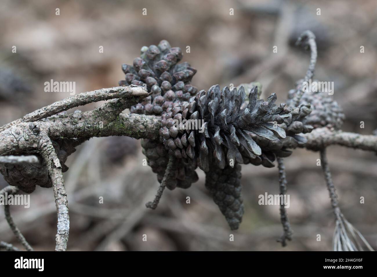 Dead conifer tree hi-res stock photography and images - Alamy