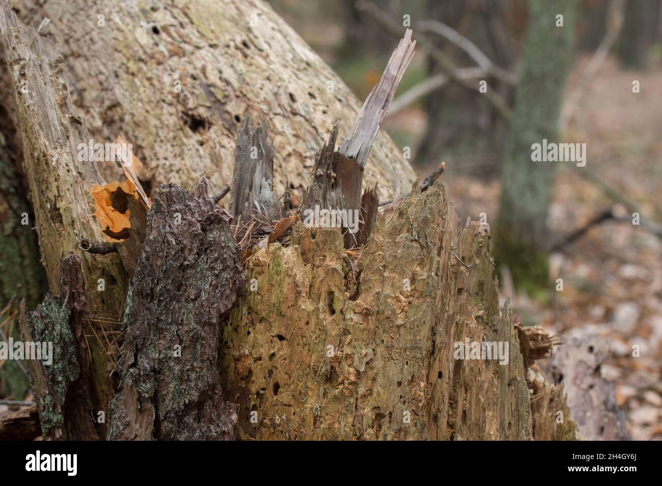 Dead fallen tree hi-res stock photography and images - Alamy