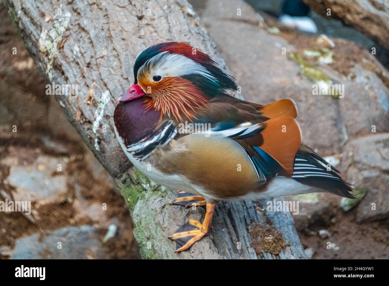 Beautiful male or drake mandarin duck with pretty feathers. The ...