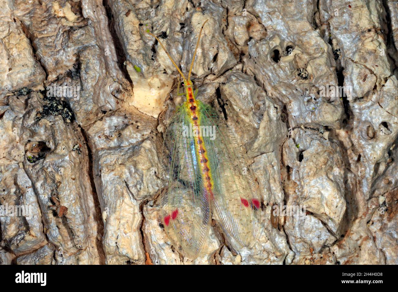 Diamond-banded Lacewing, also known as Diamond-banded Nymphid ...