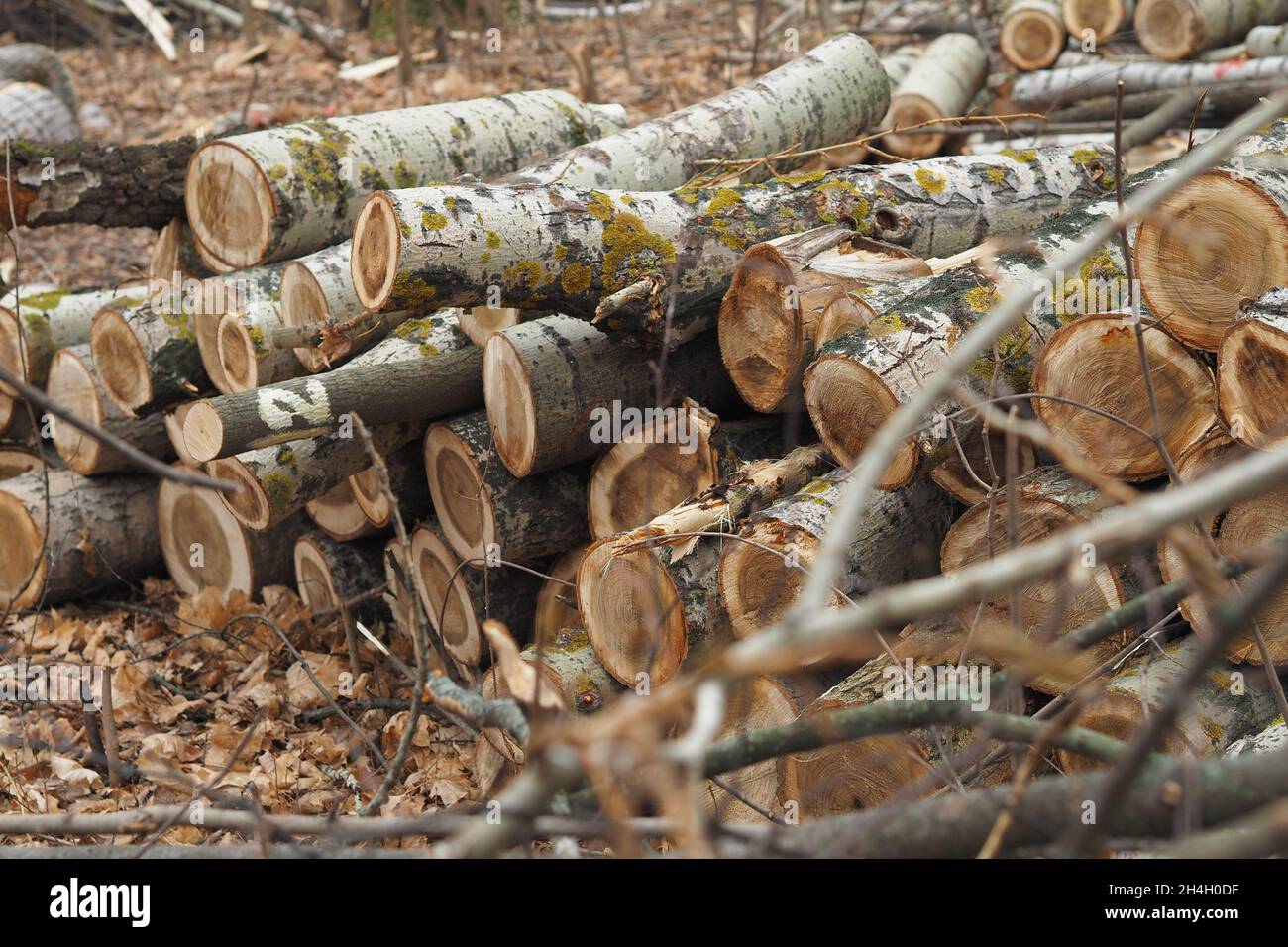 Forestry. Deforestation, obtaining timber. Logging industry. Ecology ...