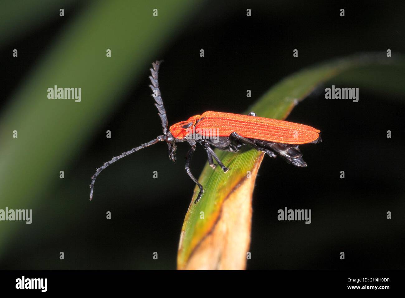 Australian beetles hi-res stock photography and images - Alamy