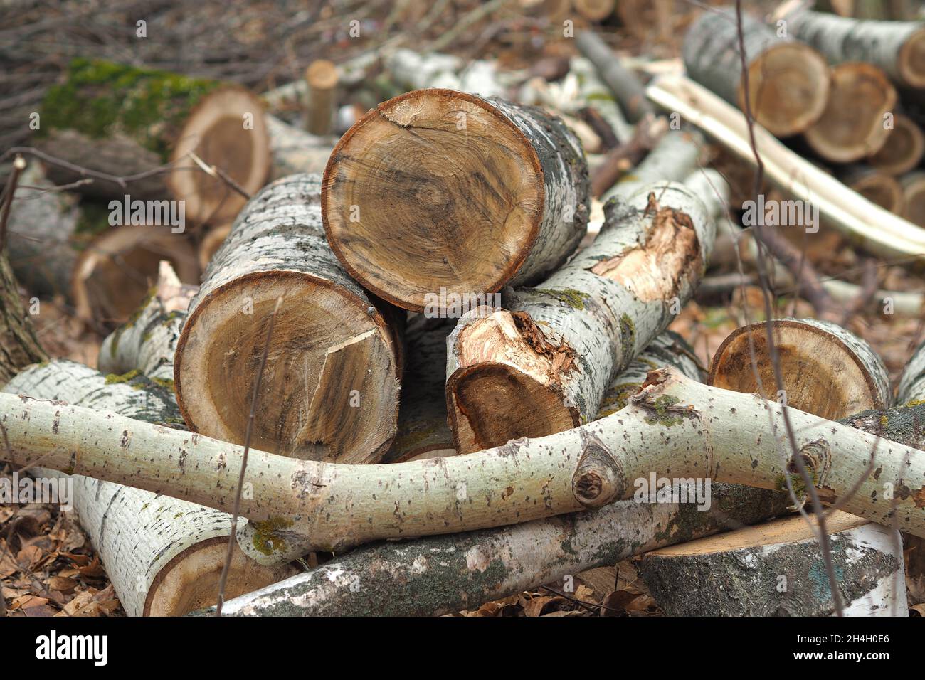 Forestry. Deforestation, obtaining timber. Logging industry. Ecology ...