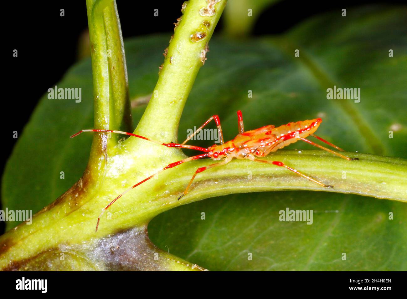 Australian bug nymph hi-res stock photography and images - Alamy