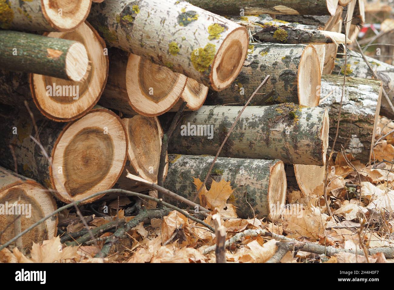 Forestry. Deforestation, obtaining timber. Logging industry. Ecology ...