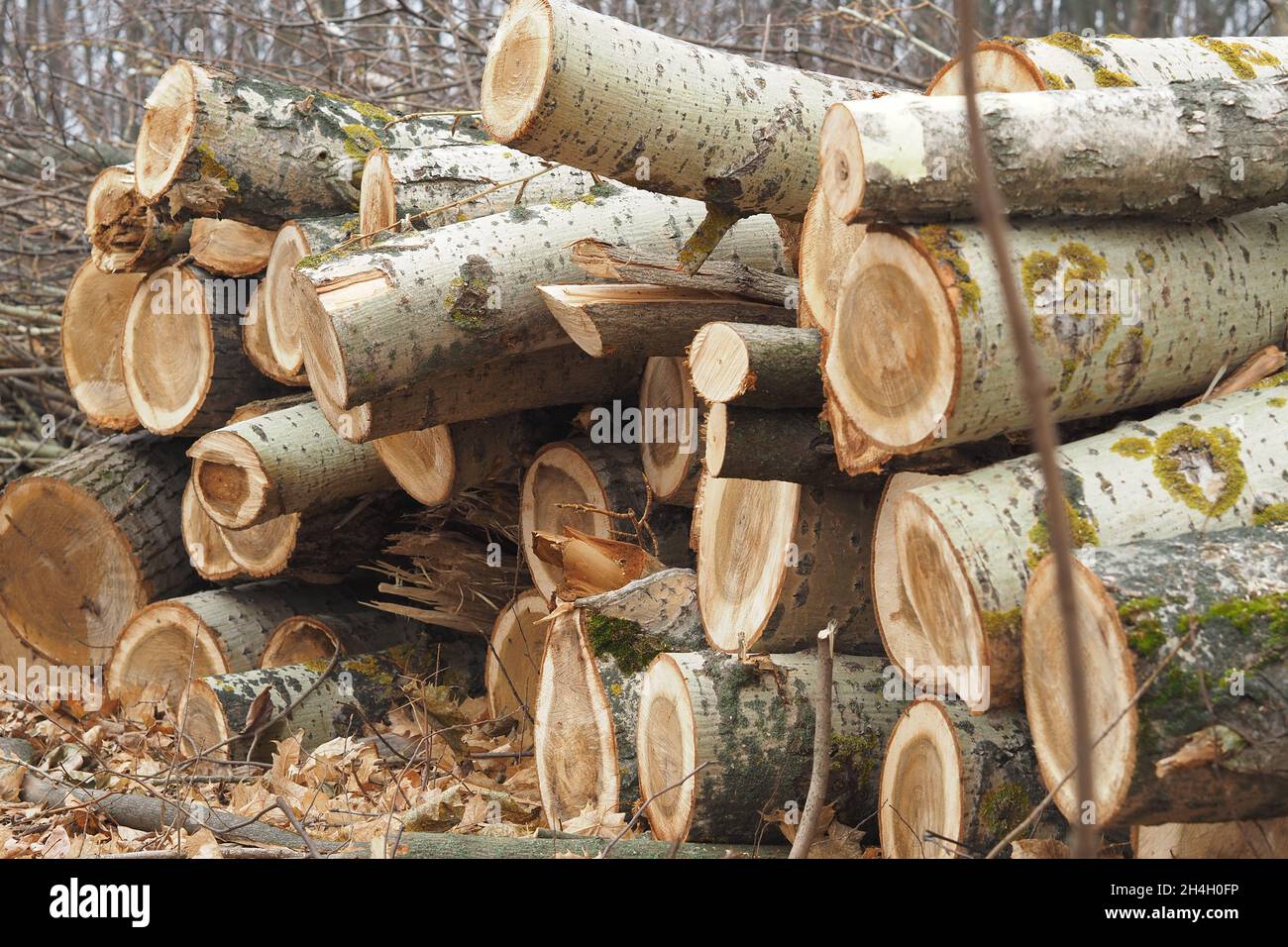 Forestry. Deforestation, obtaining timber. Logging industry. Ecology ...