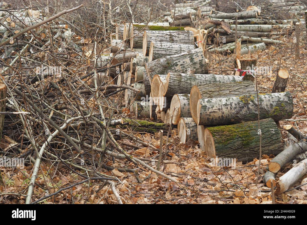 Forestry. Deforestation, obtaining timber. Logging industry. Ecology ...