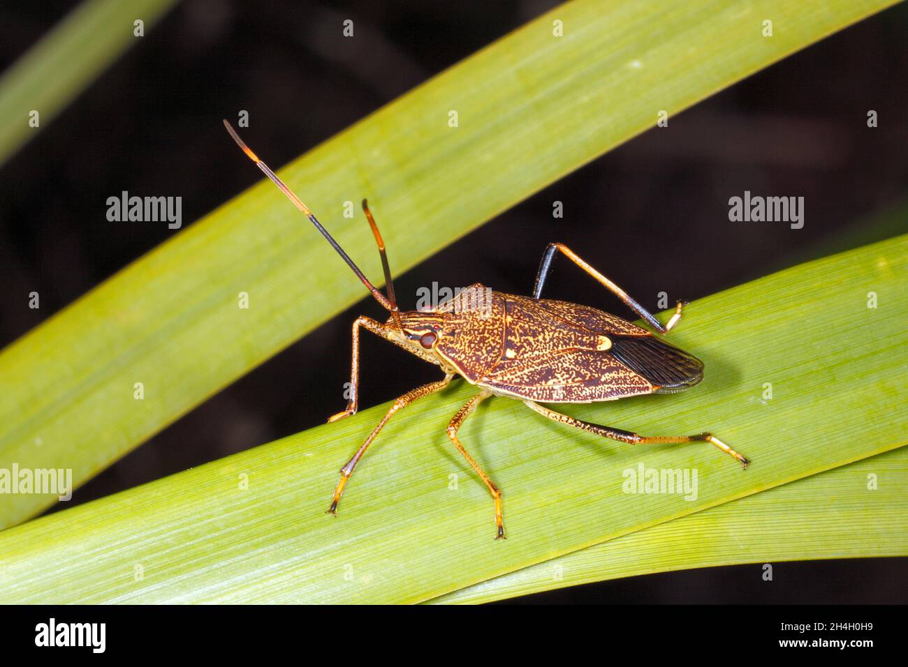 Brown Shield Bug, Poecilometis sp. Coffs Harbour, NSW, Australia Stock ...