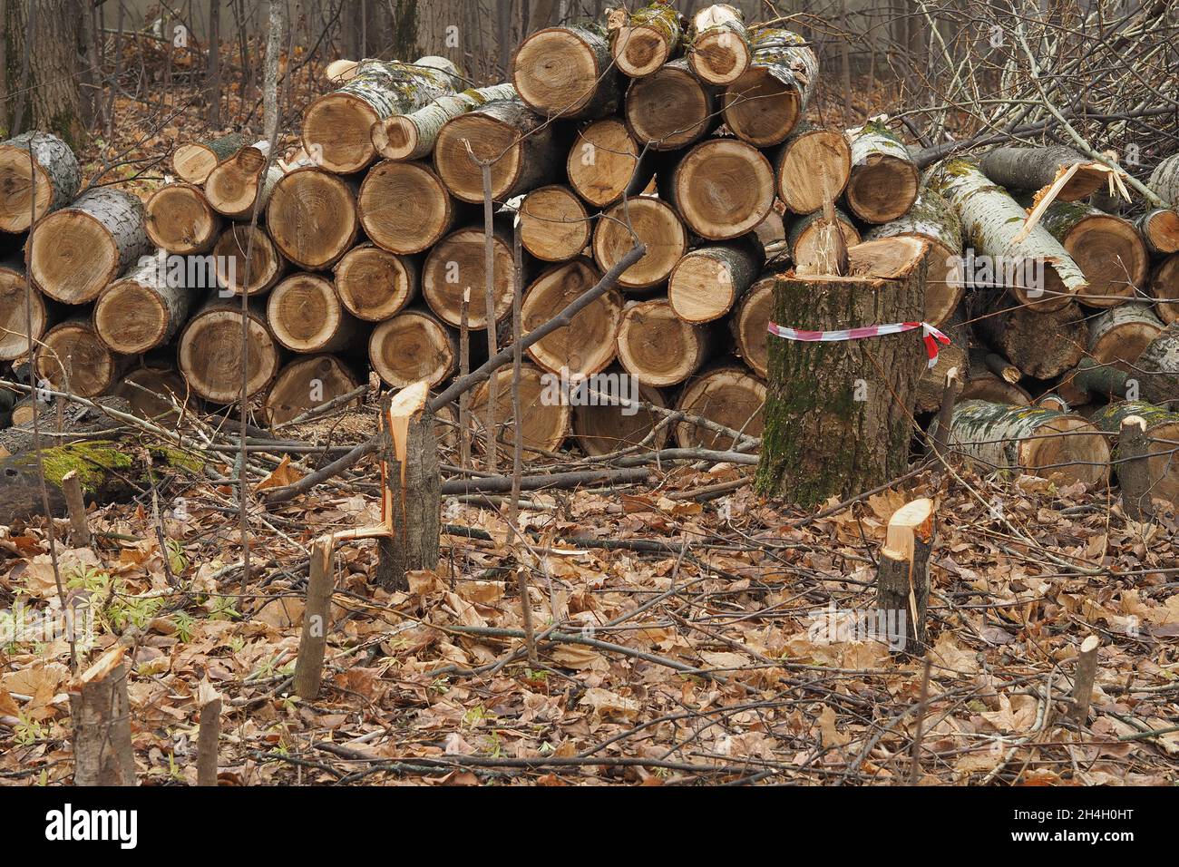 Forestry. Deforestation, obtaining timber. Logging industry. Ecology ...