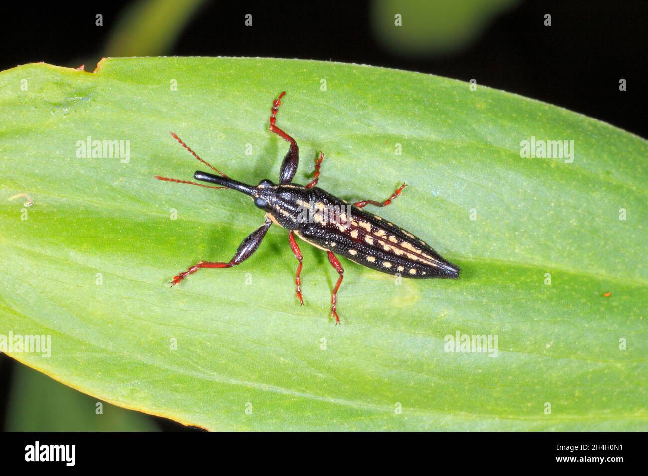 Semi-punctated Belid Weevil, Rhinotia semipunctata. Also known as a ...