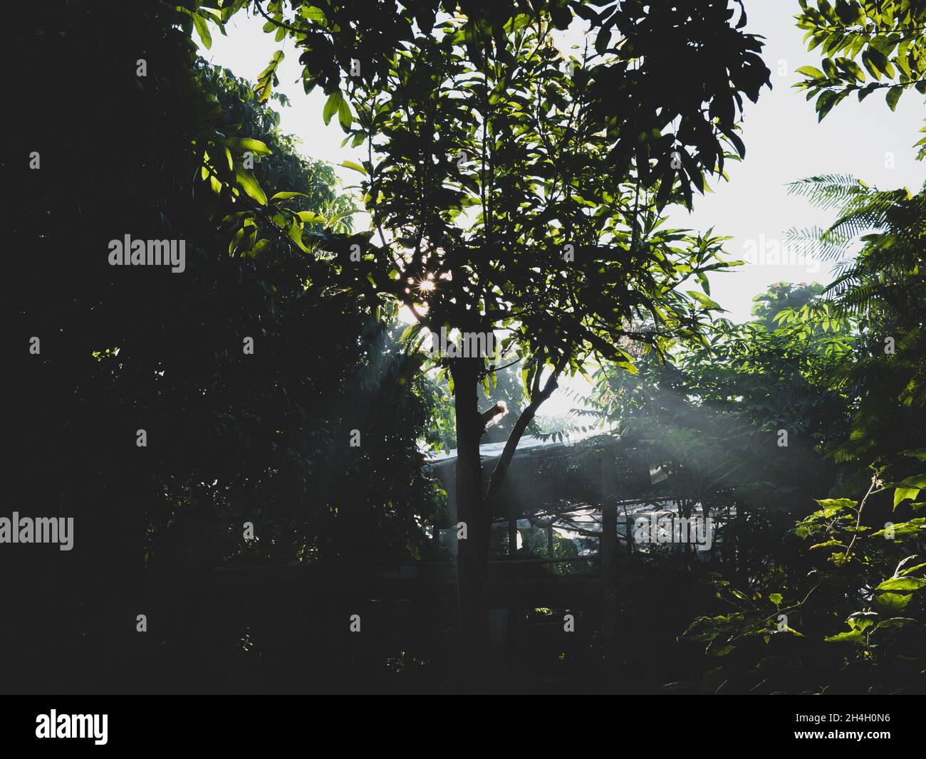 Sun rays shining through trees. Light shining down in nature. nature ...