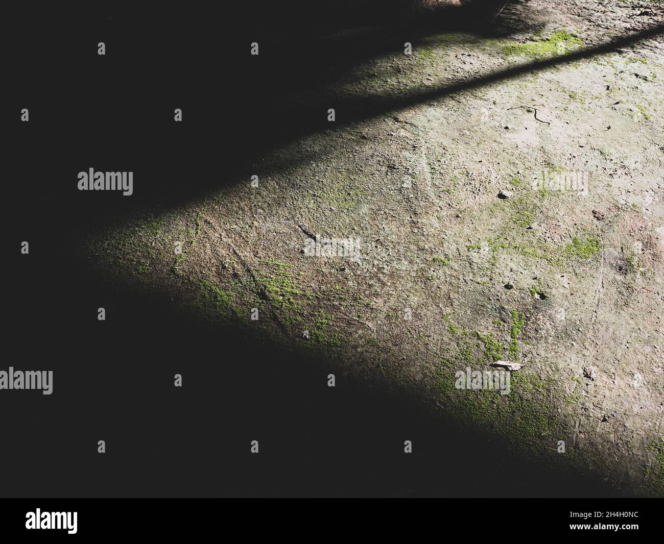 Leaf shadow and light on cement floor. Natural leaves tree branch and ...