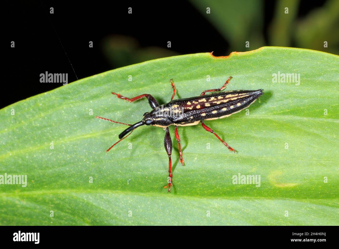 Semi-punctated Belid Weevil, Rhinotia semipunctata. Also known as a ...