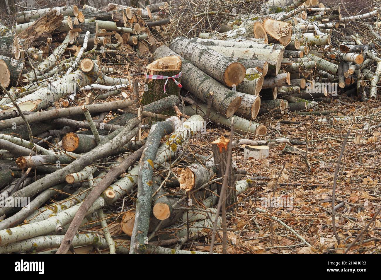 Forestry. Deforestation, obtaining timber. Logging industry. Ecology ...