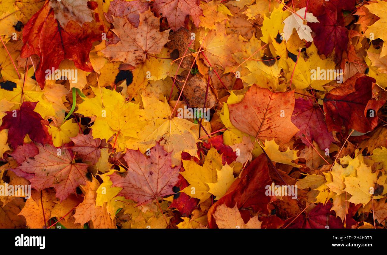 the colors of the autumn leaves Stock Photo - Alamy