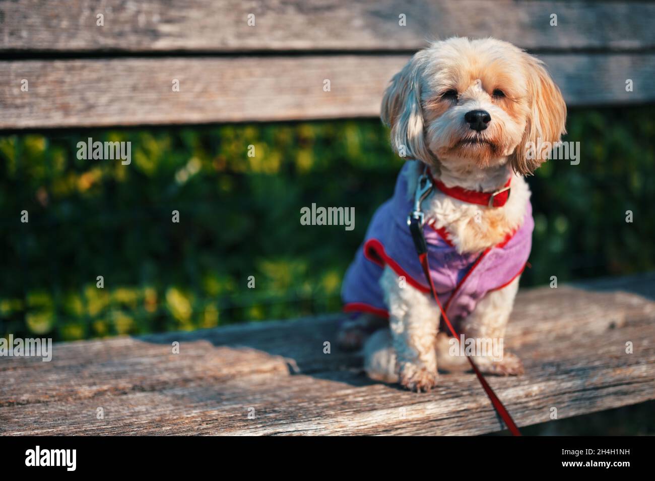 Portrait of cute little Maltese dog in pink coat on a bench in a park ...