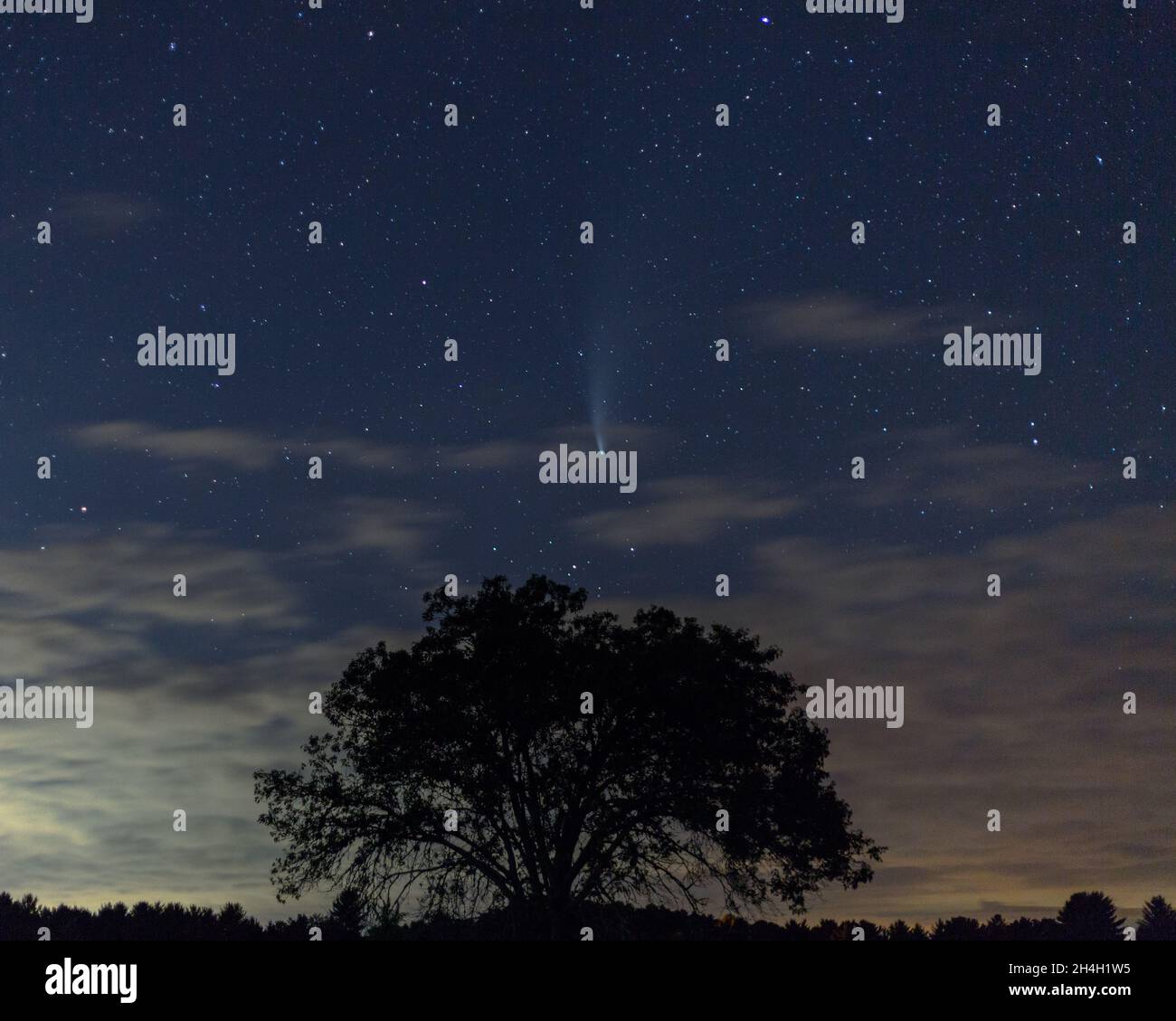 Scenic view of a big tree with crawling branches on a shiny sky ...