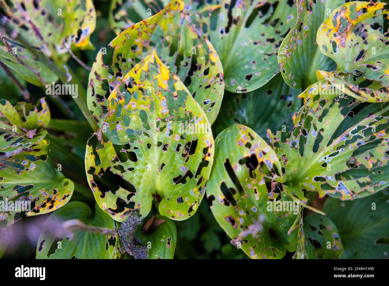 Fungus anthracnose hi-res stock photography and images - Alamy