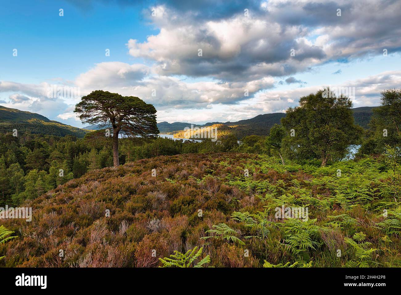 Glen Affric Nature Reserve, River Affric, Highlands, Scotland, United Kingdom Stock Photo - Alamy