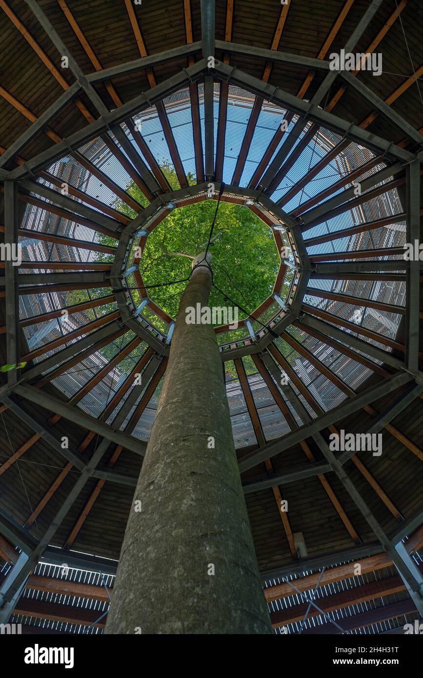 Beech tree planted in the middle of the tree top walk in the ...