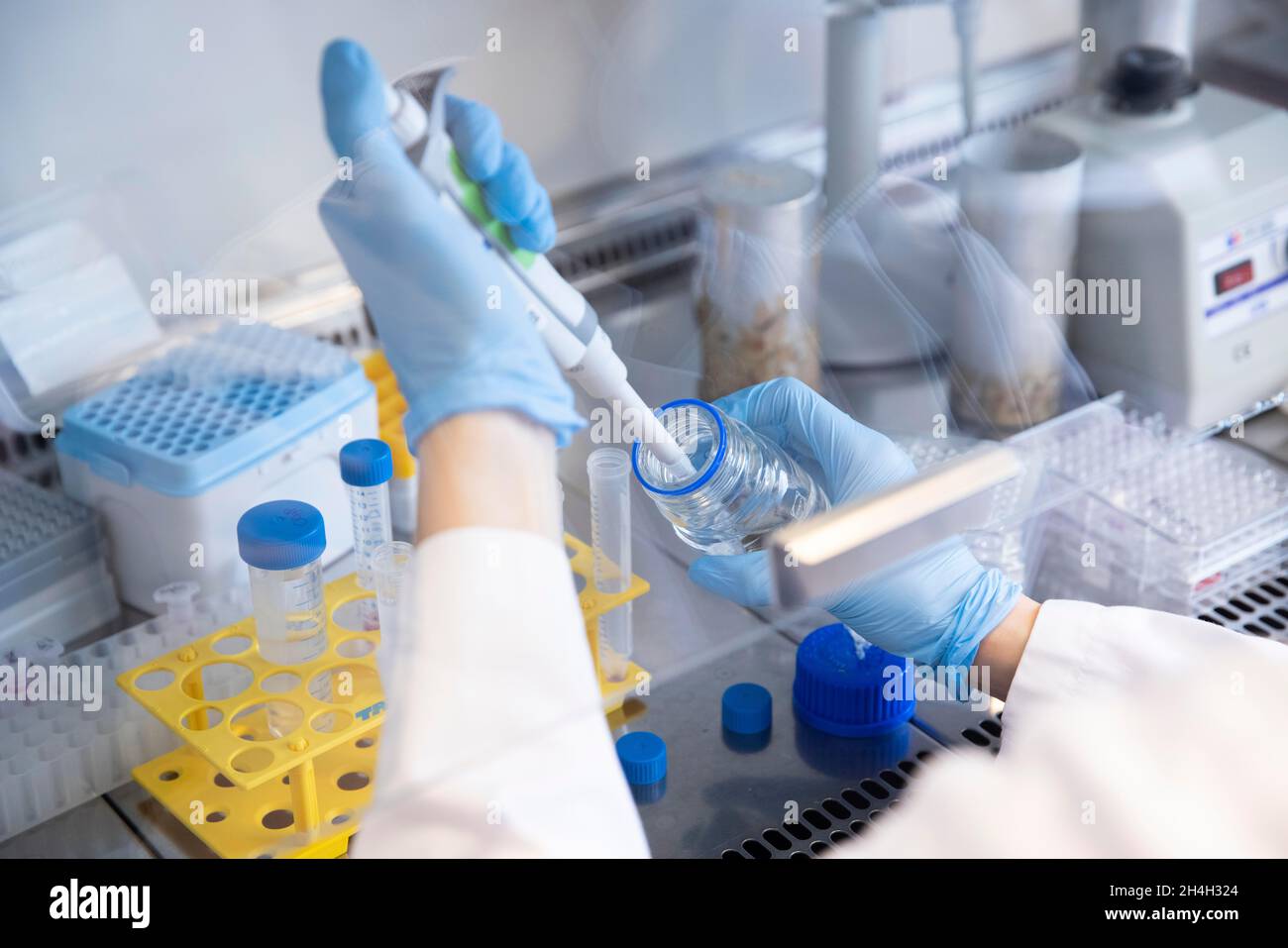 Medical laboratory assistant fills liquid into a vessel with a pipette ...