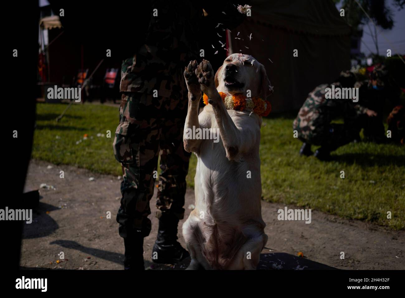 Bhaktapur, Nepal. 3rd Nov, 2021. A Nepalese Army officer worships a dog ...