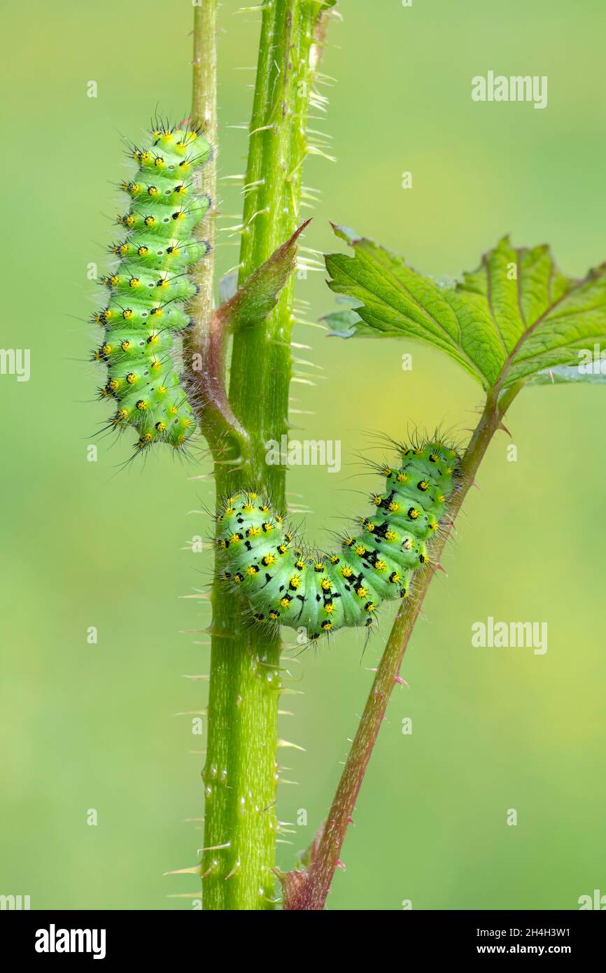 Small emperor moth (Saturnia pavonia), two caterpillars on the forage ...