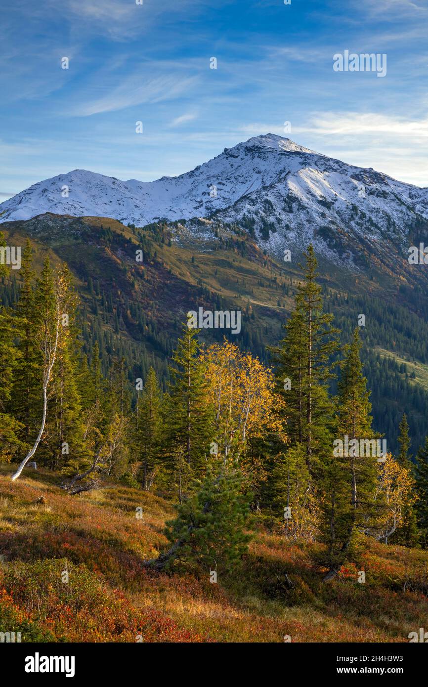 Autumnal (shrubs) mountain landscape with dwarf, downy birches and ...