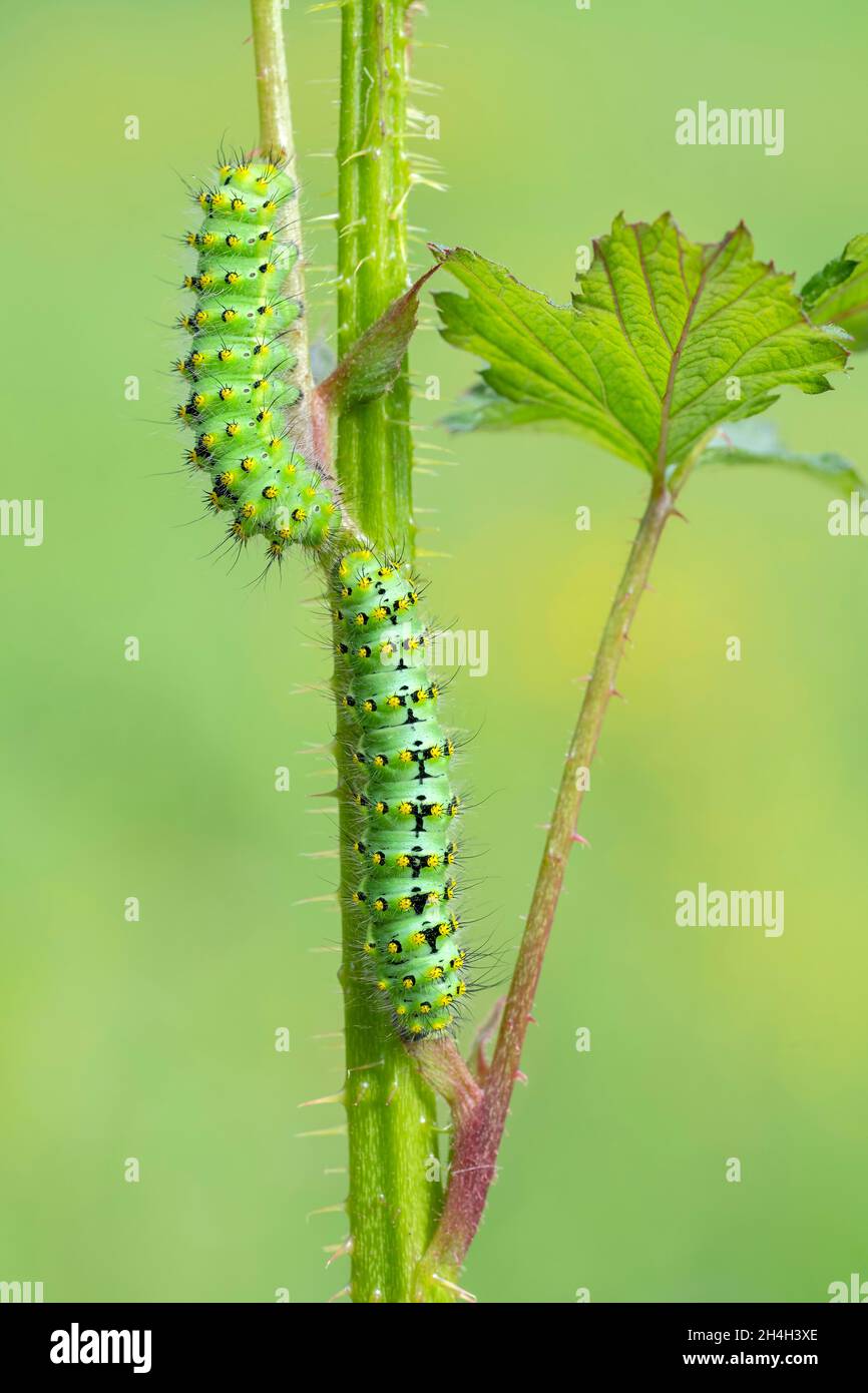 Small emperor moth (Saturnia pavonia), two caterpillars on the forage ...