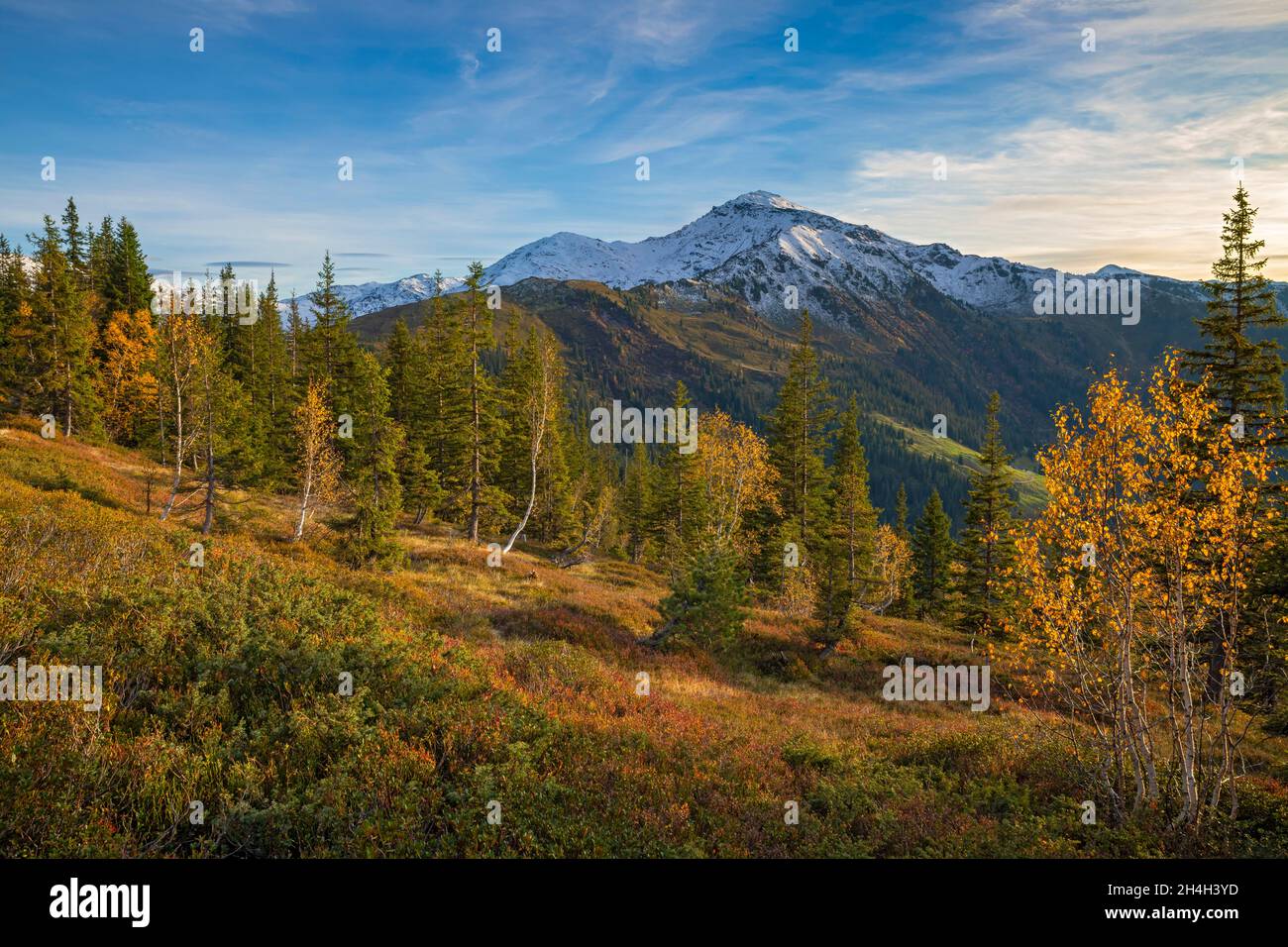 Autumnal (shrubs) mountain landscape with dwarf, downy birches and ...