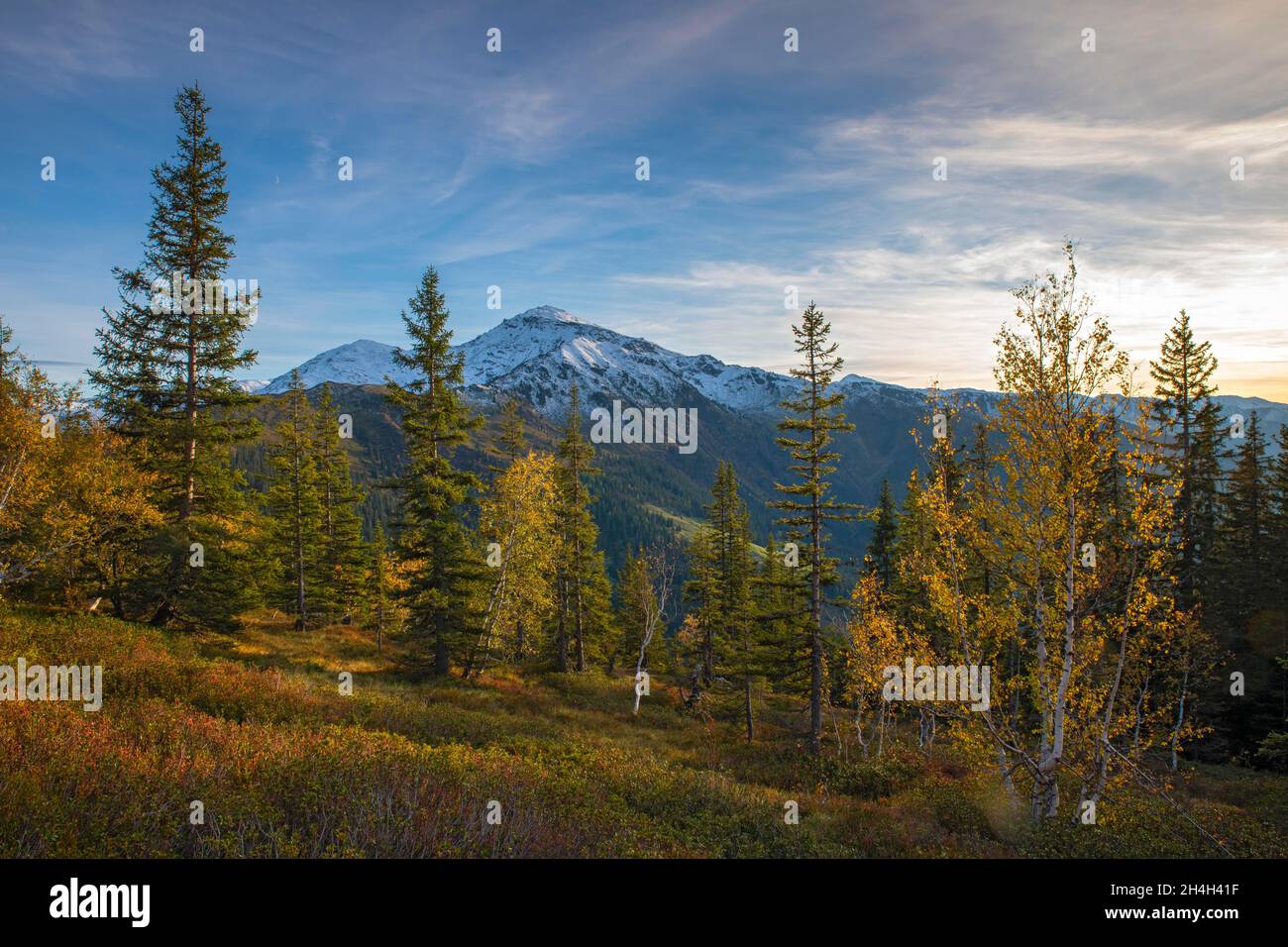 Autumnal (shrubs) mountain landscape with dwarf, downy birches and ...