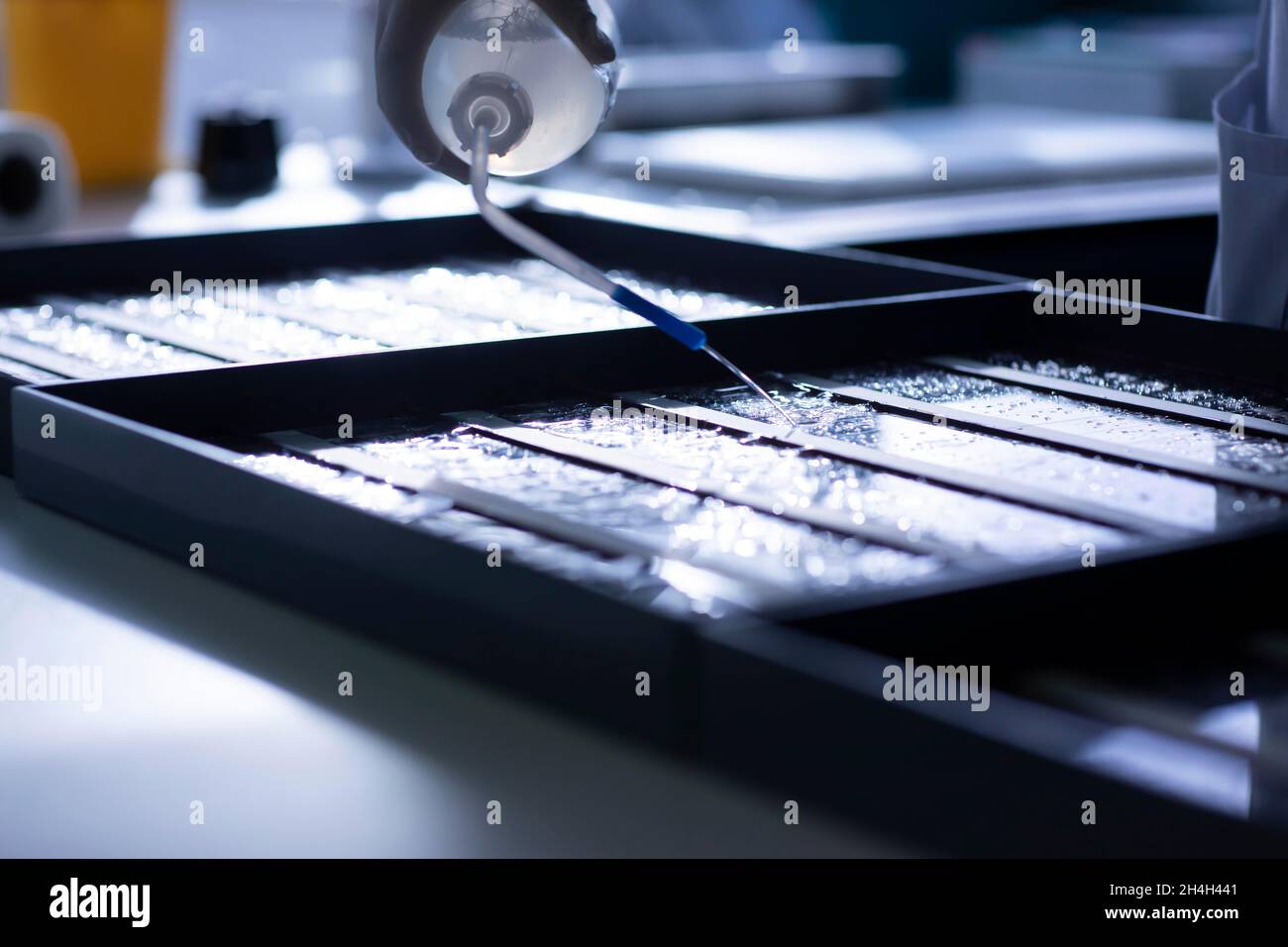 Rinsing samples in a histology laboratory, Freiburg, Baden ...