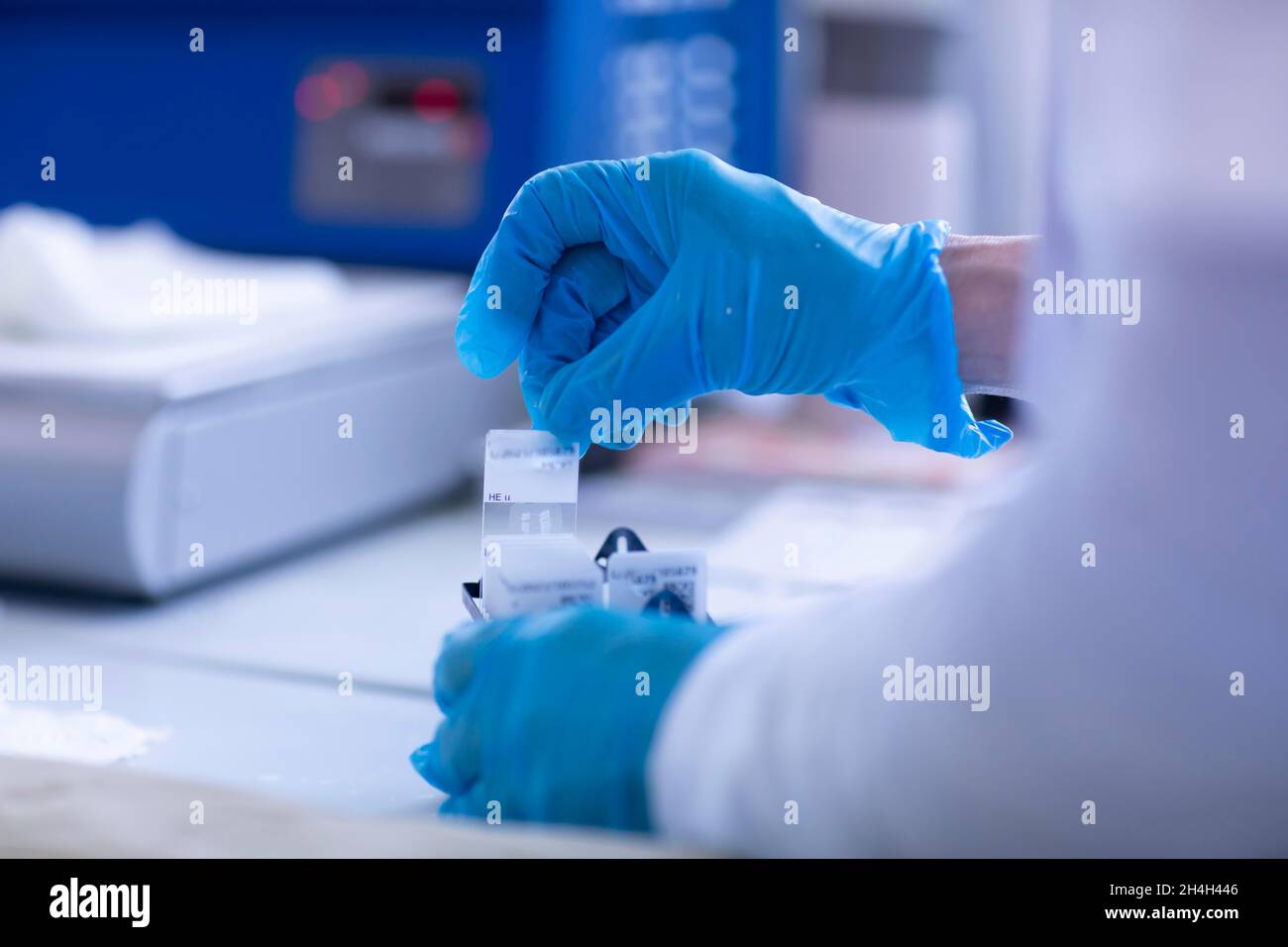Processing of samples in a histology laboratory, Freiburg, Baden ...