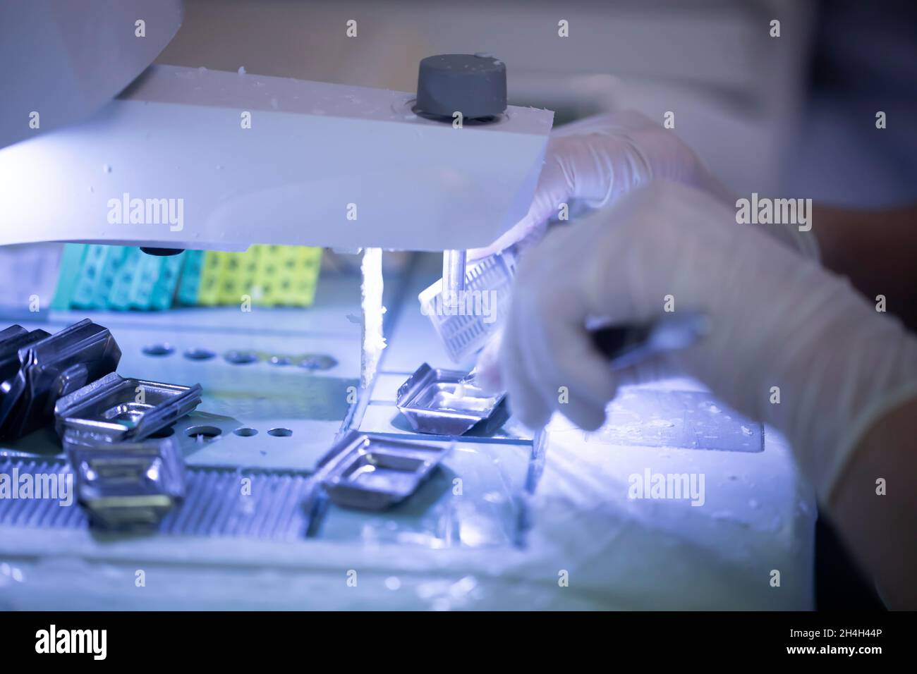 Processing of samples in a histology laboratory, Freiburg, Baden ...