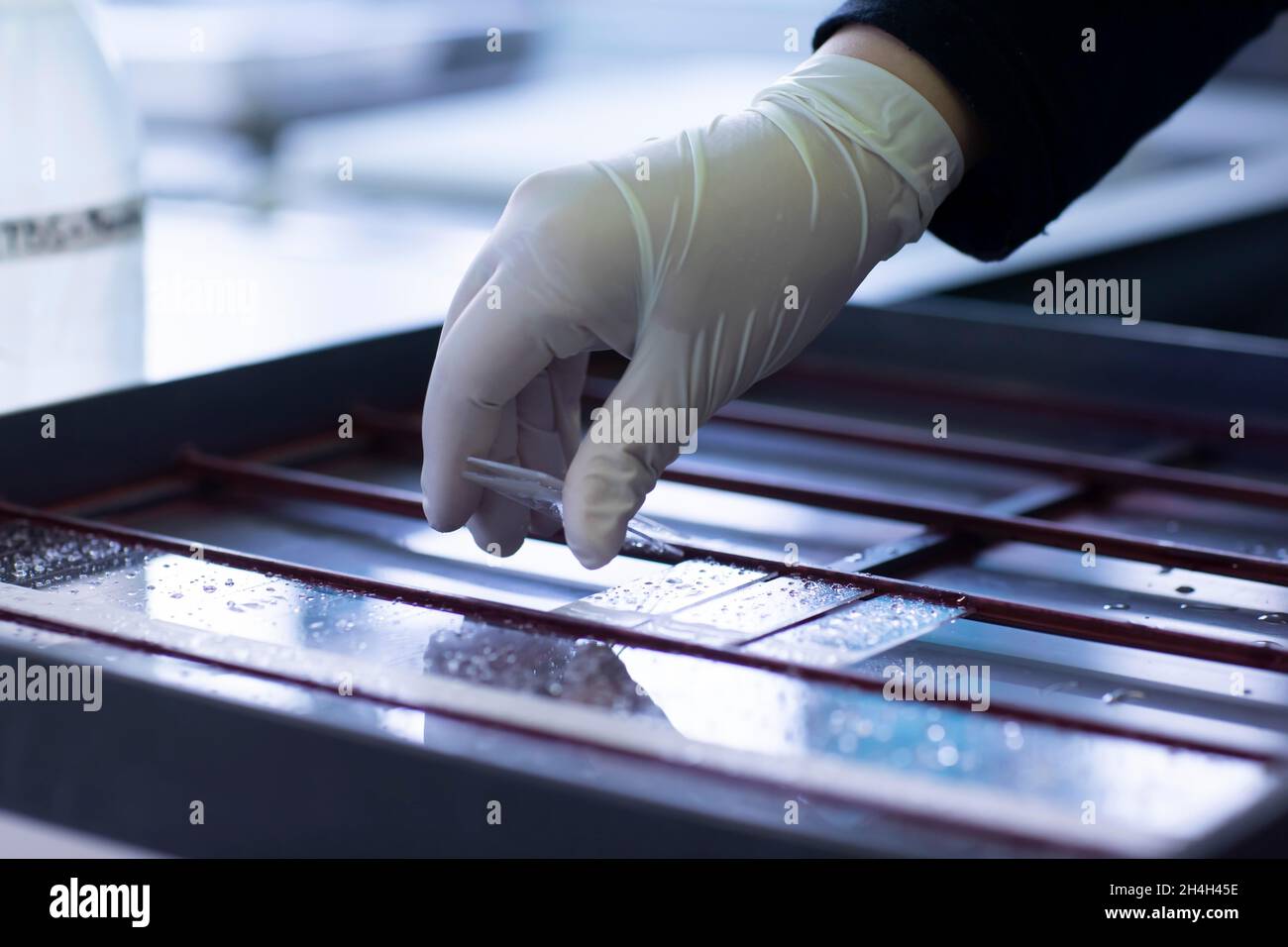 Sample processing with laboratory equipment in a histology laboratory ...