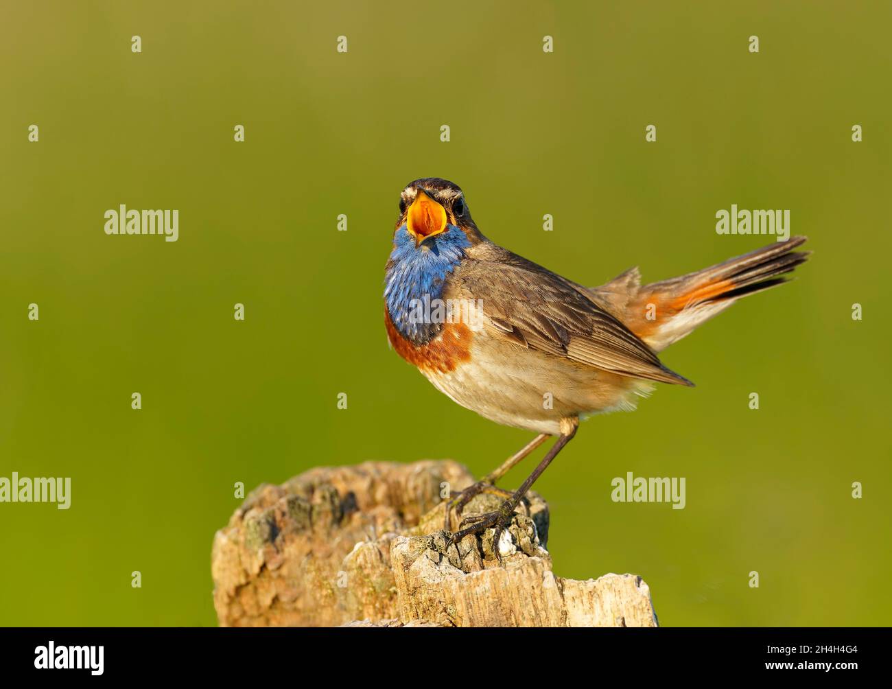 White starred bluethroat hi-res stock photography and images - Alamy