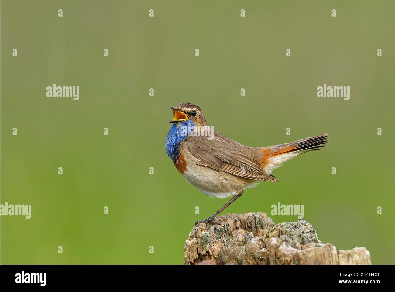 White starred bluethroat hi-res stock photography and images - Alamy