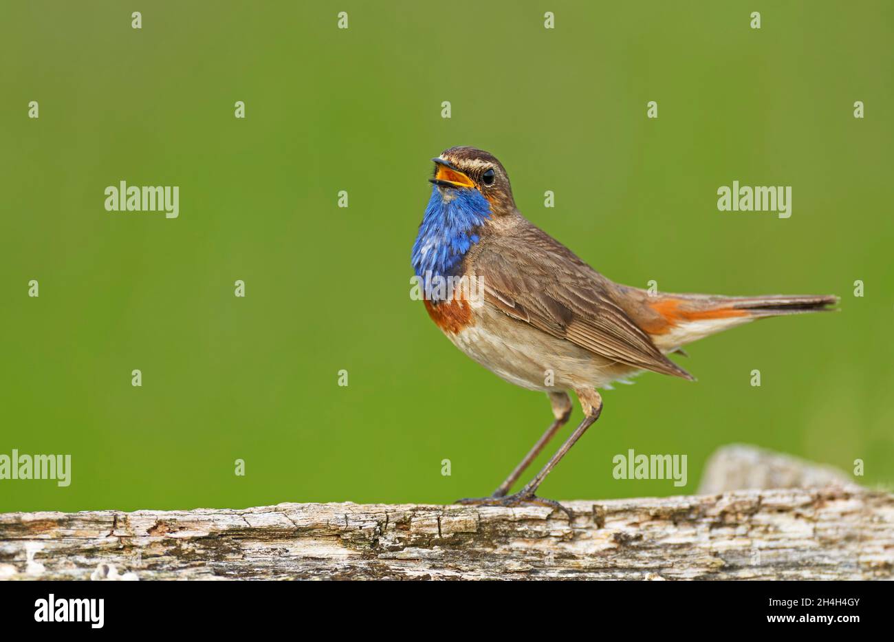 White starred bluethroat hi-res stock photography and images - Alamy