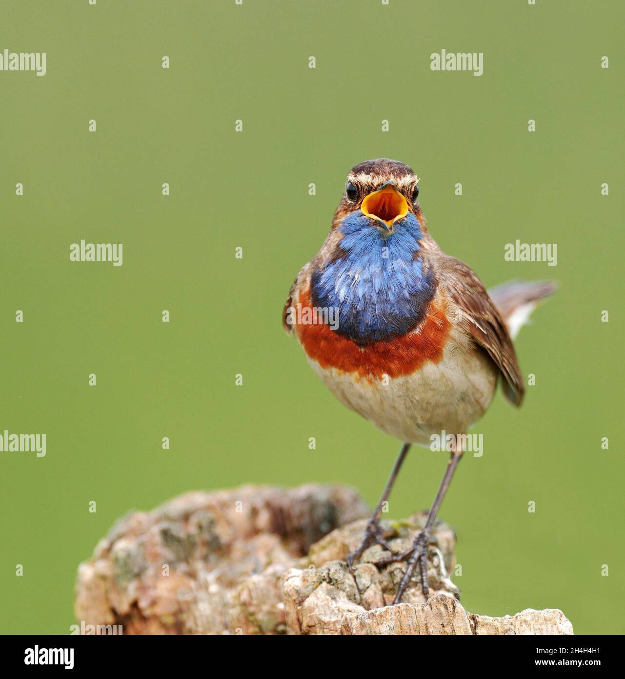 Singing White-starred Blue-throat (Luscinia svecica cyanecula), Lake ...
