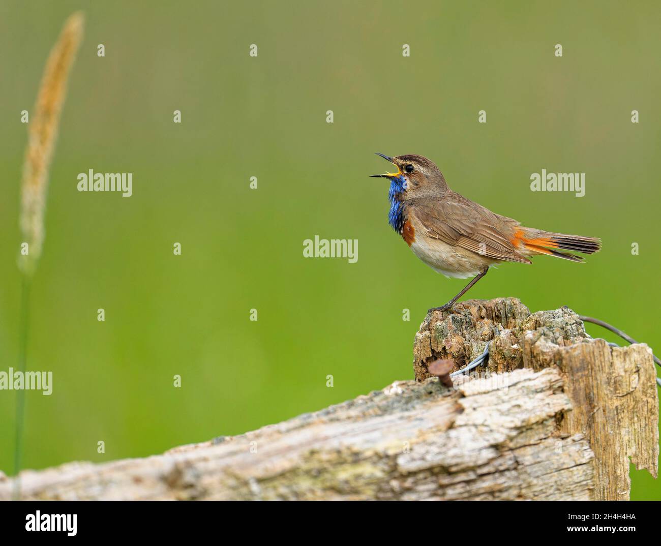 Singing White-starred Blue-throat (Luscinia svecica cyanecula), Lake ...