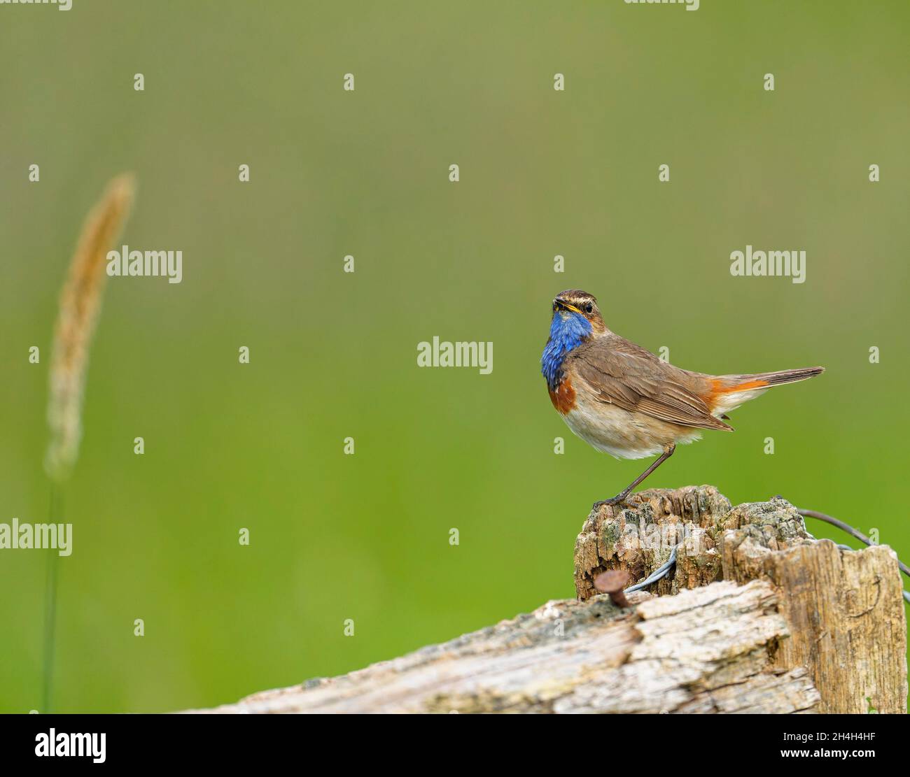 Singing White-starred Blue-throat (Luscinia svecica cyanecula), Lake ...