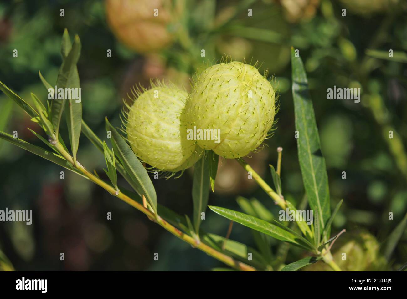 Green balloon plant growing in the sunny meadow Stock Photo - Alamy