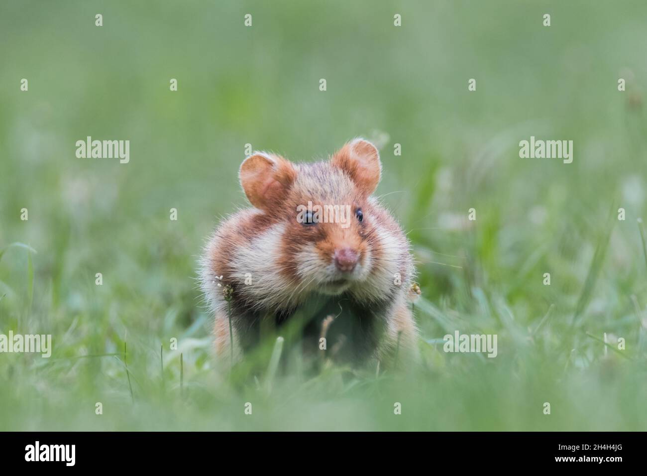Endangered summery hi-res stock photography and images - Alamy