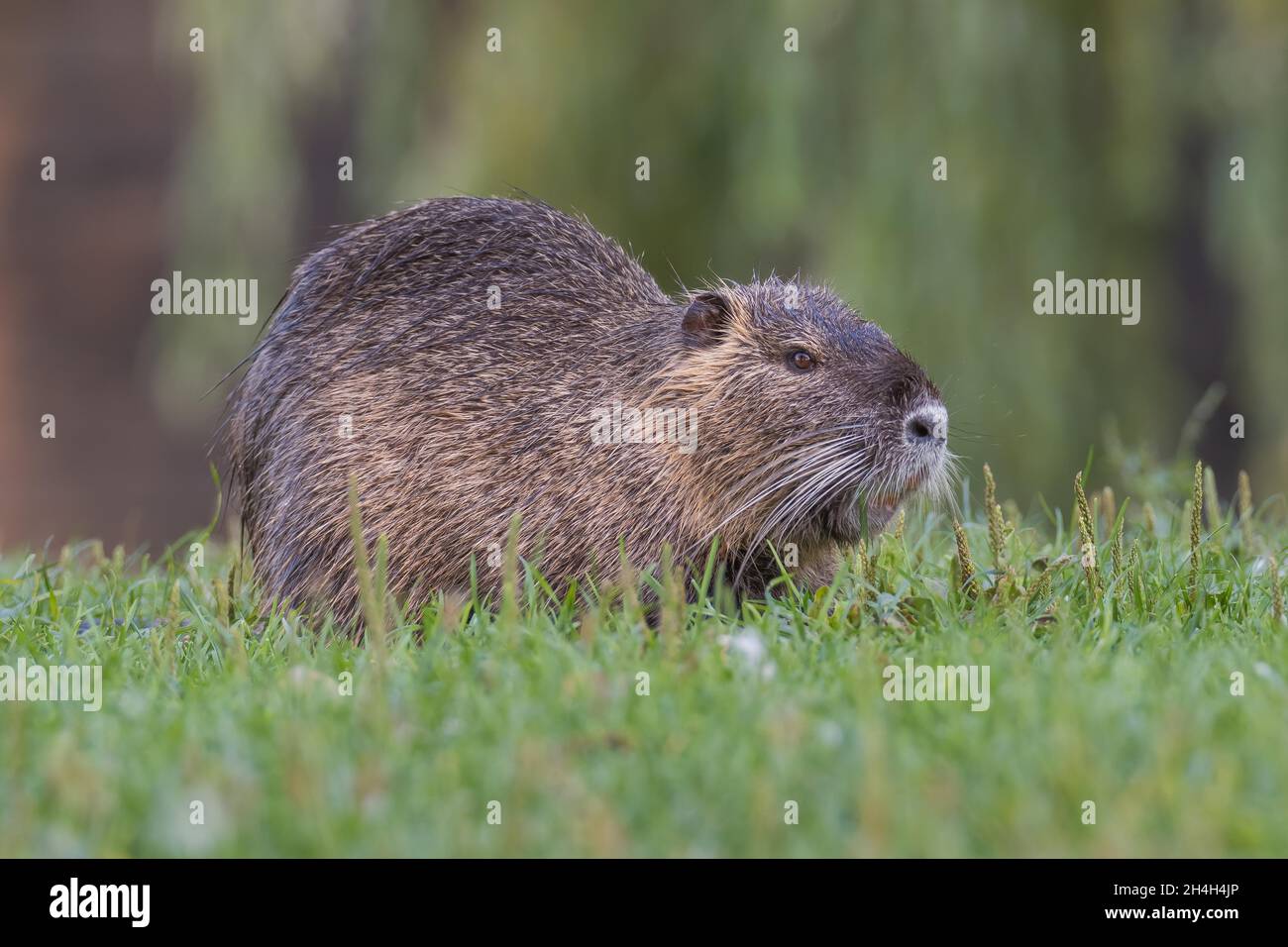 Nutria (Myocastor coypus Stock Photo - Alamy