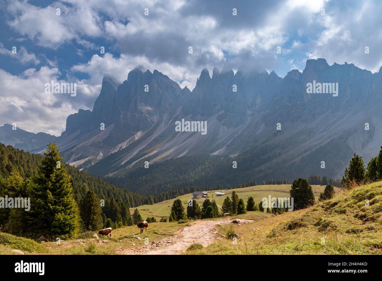 Alp on Mount Rasciesa in front of Odle group, Gardena, South Tyrol ...
